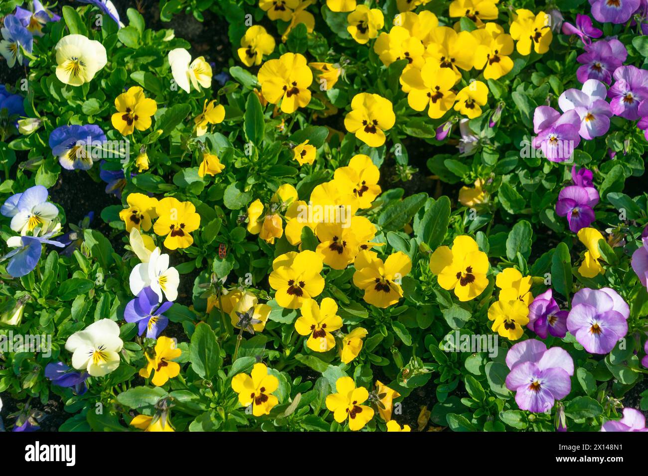 Multi-colored violets in a flowerbed. Floral background. Spring bloom ...