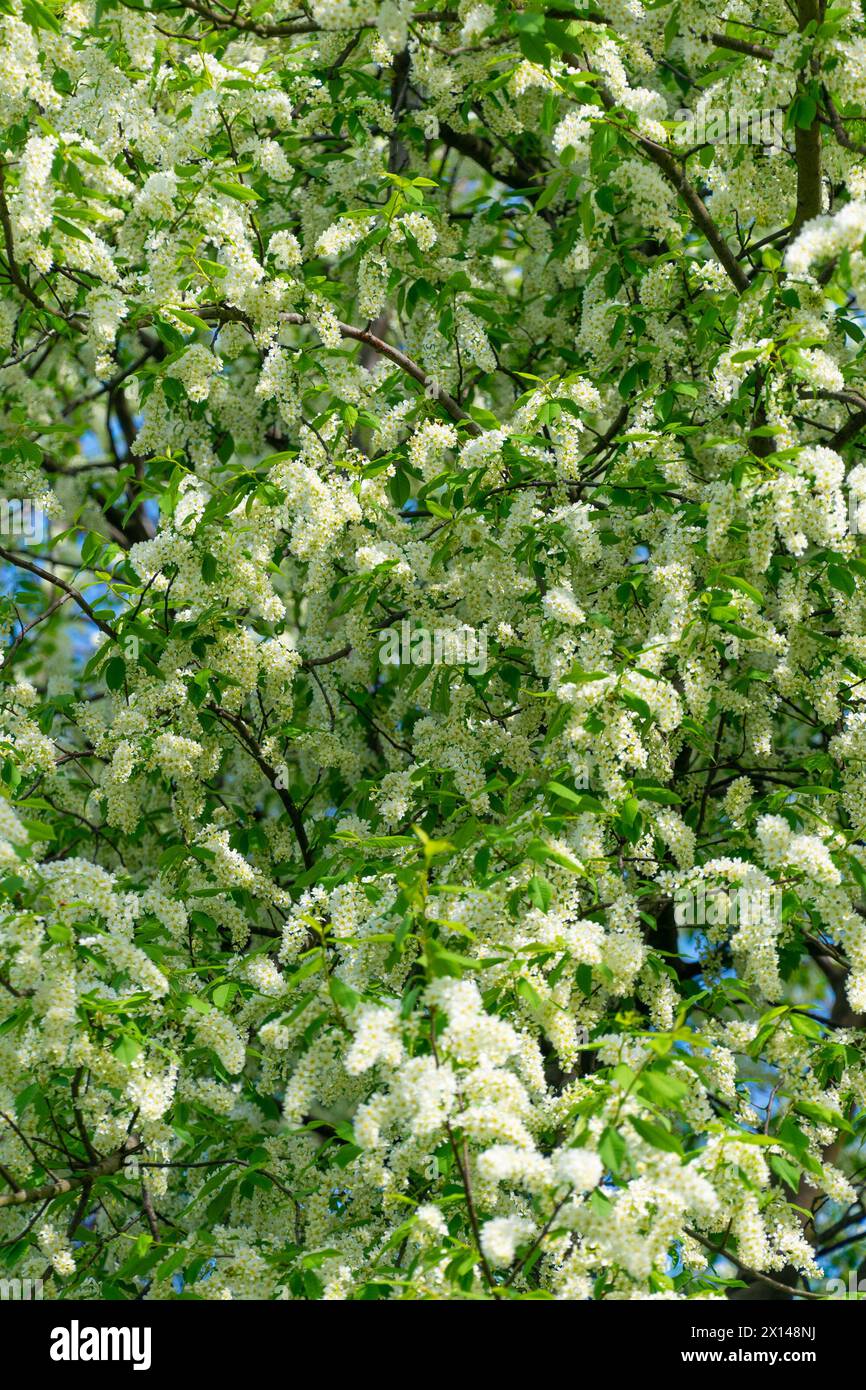 White flowers on a tree. Prunus padus, bird cherry, hackberry, hagberry ...
