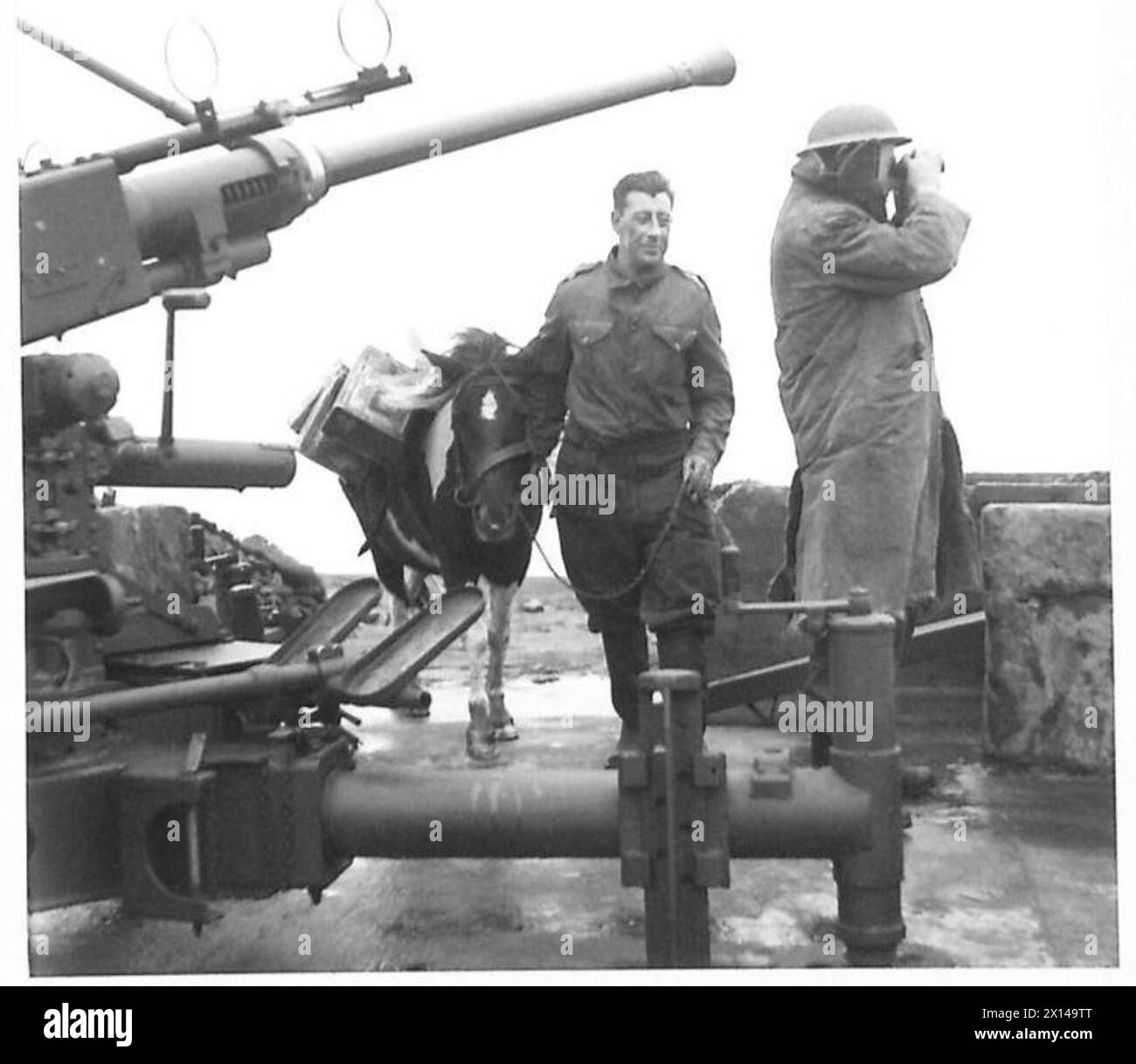 A Shetland pony named Polly carries water to 40 mm Bofors anti-aircraft ...