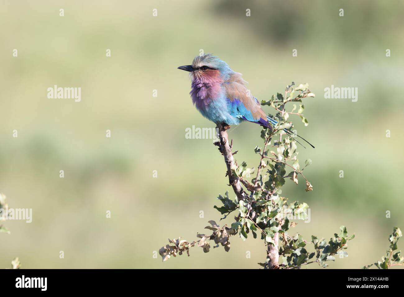 The lilac-breasted roller (Coracias caudatus) is an African bird of the ...