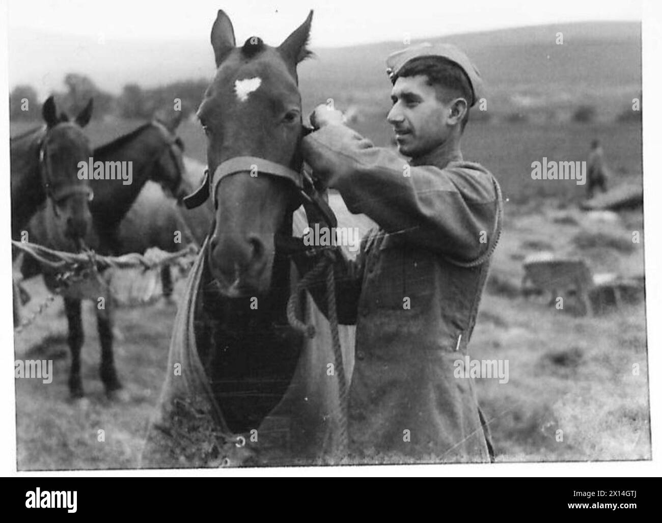 A horse in the Royal Indian Army Service Corps is being cared for by ...