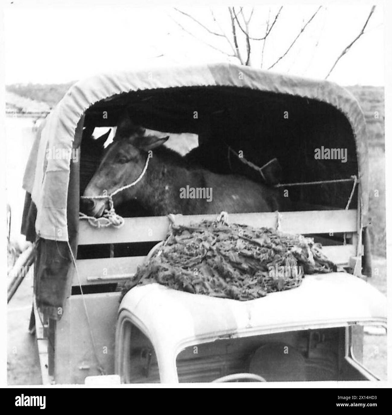 ITALY : FIFTH ARMY : MULE DOC' - The mule in the truck; his innocent ...
