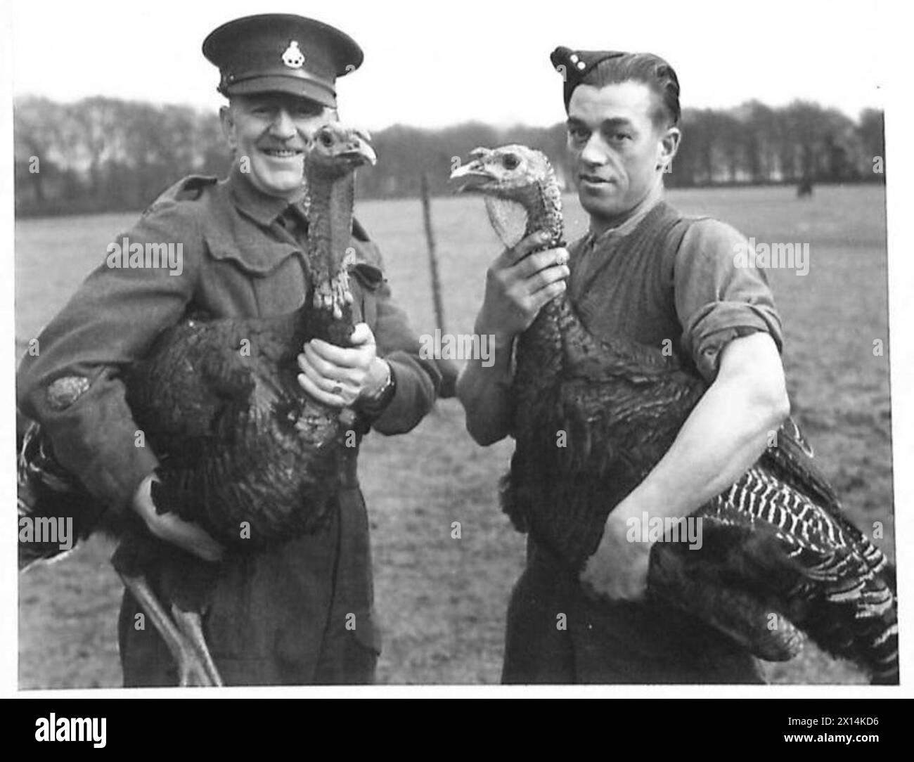 British turkeys Cut Out Stock Images & Pictures - Alamy