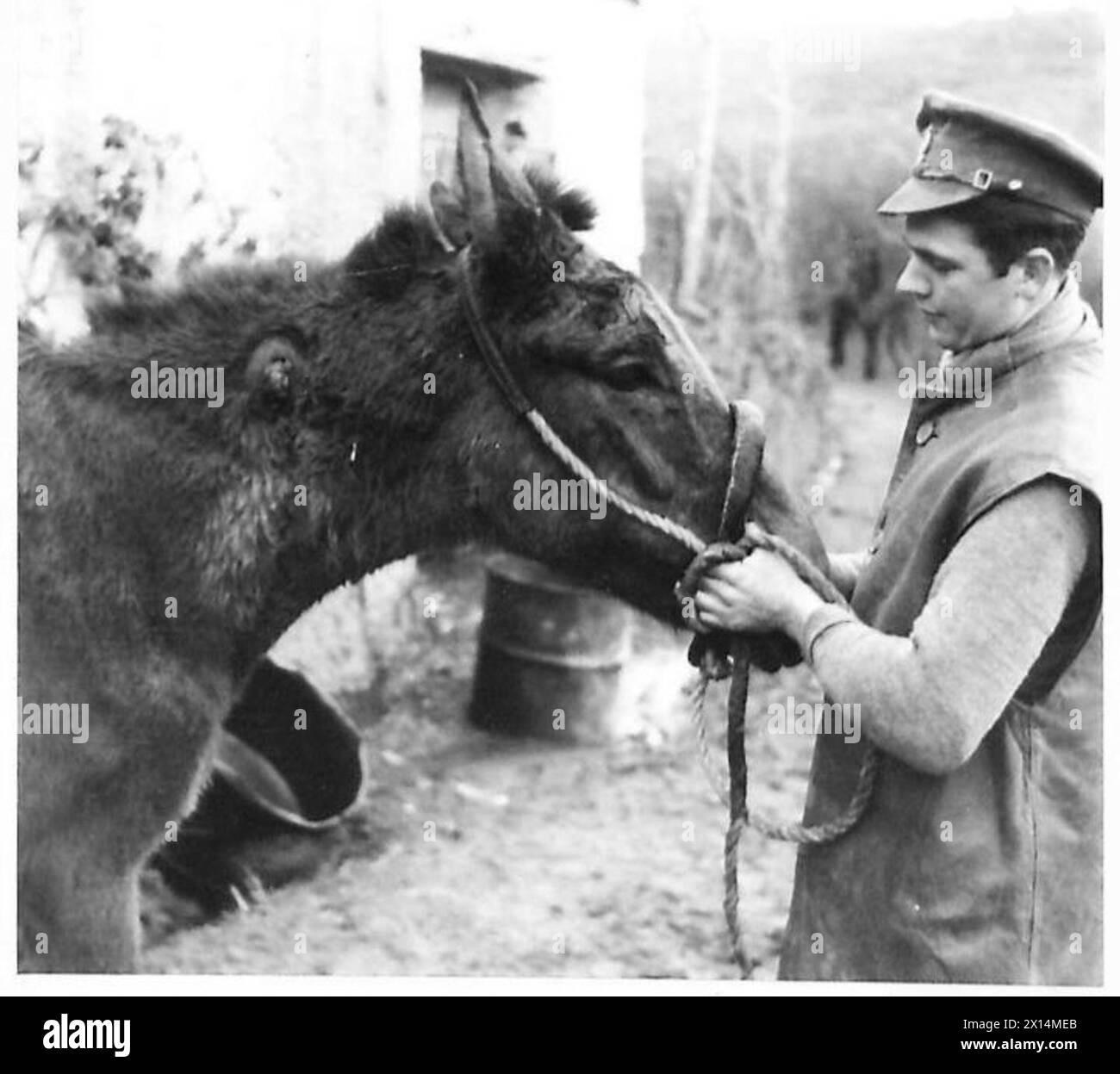 ITALY : FIFTH ARMY : MULE DOC' - A battle scared warrior; this mule ...