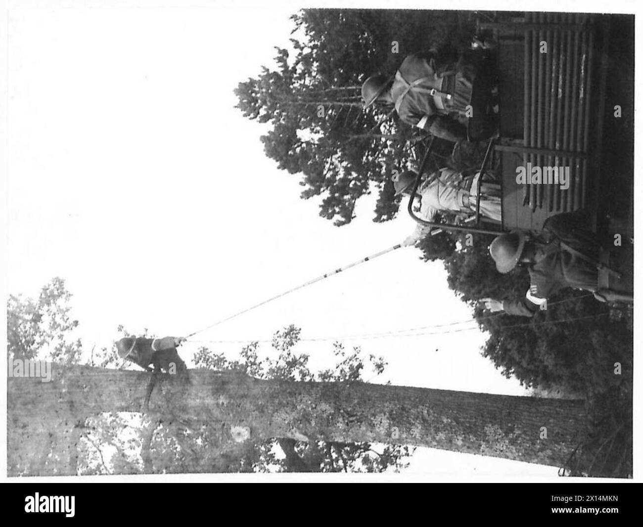 WITH THE ROYAL CORPS OF SIGNALS - A tree climber places a field ...