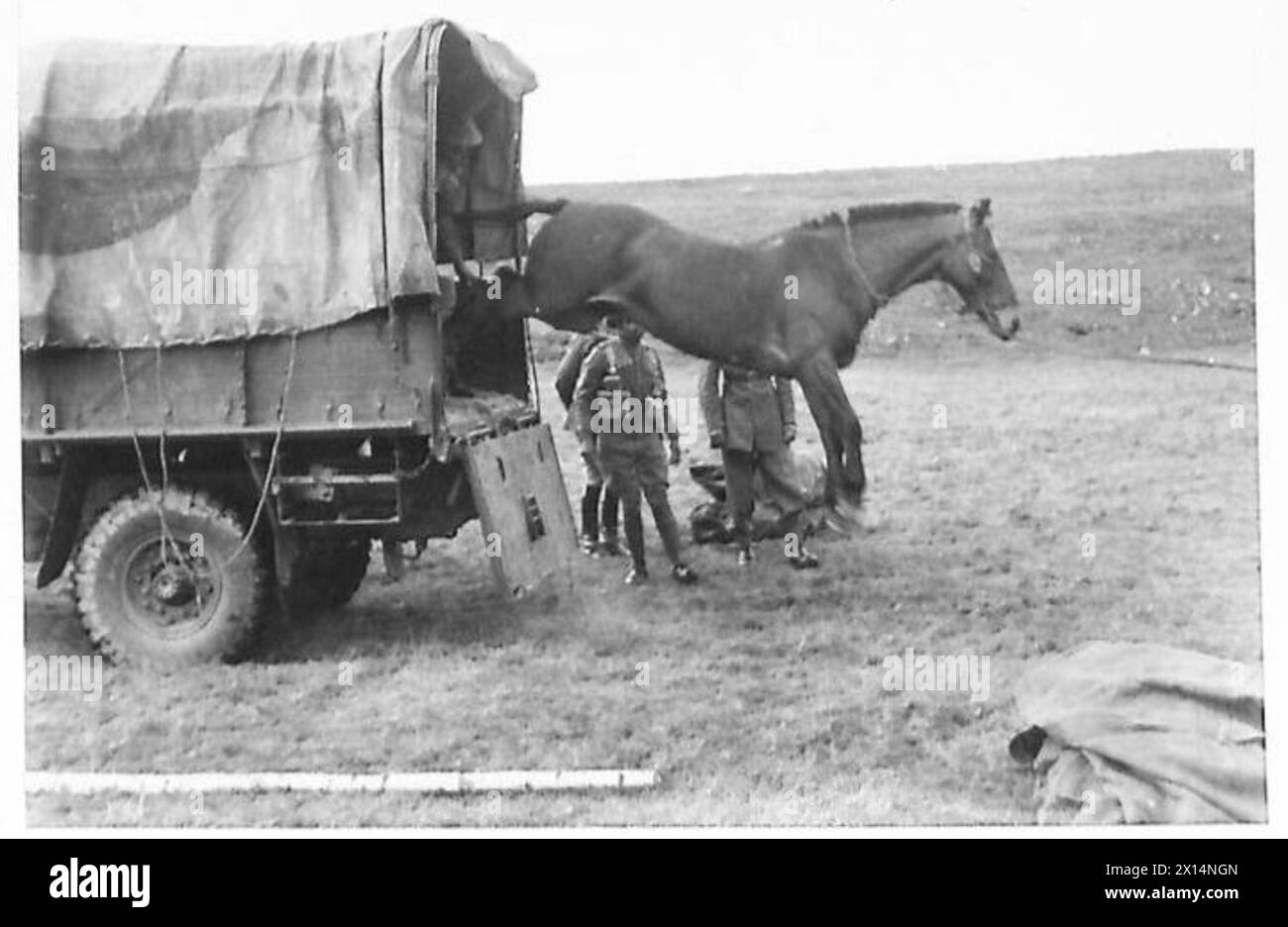 During a visit to the Indian contingent in Scotland, animals are ...