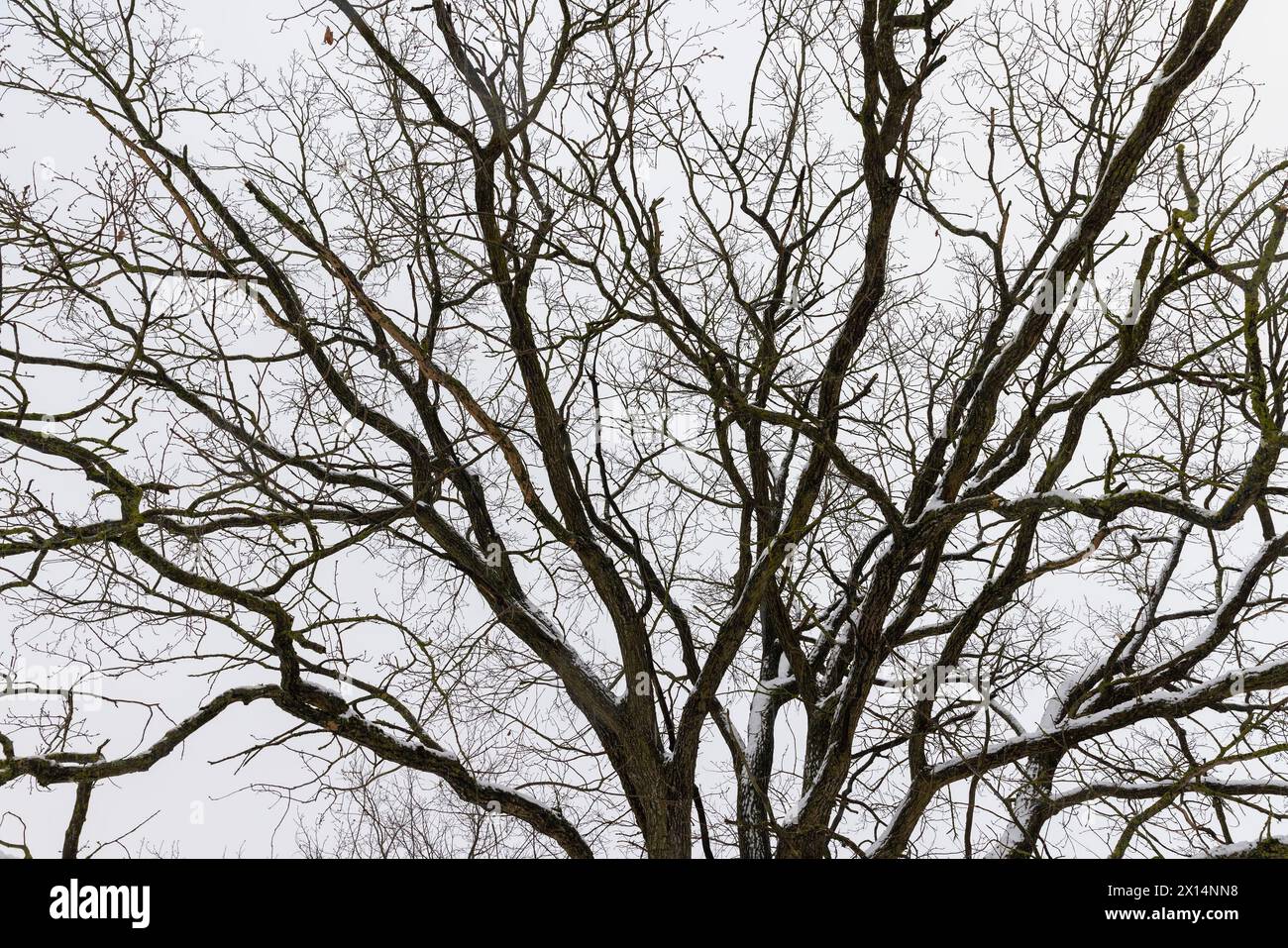 an old oak tree in winter during a snowfall, falling snow in a field ...
