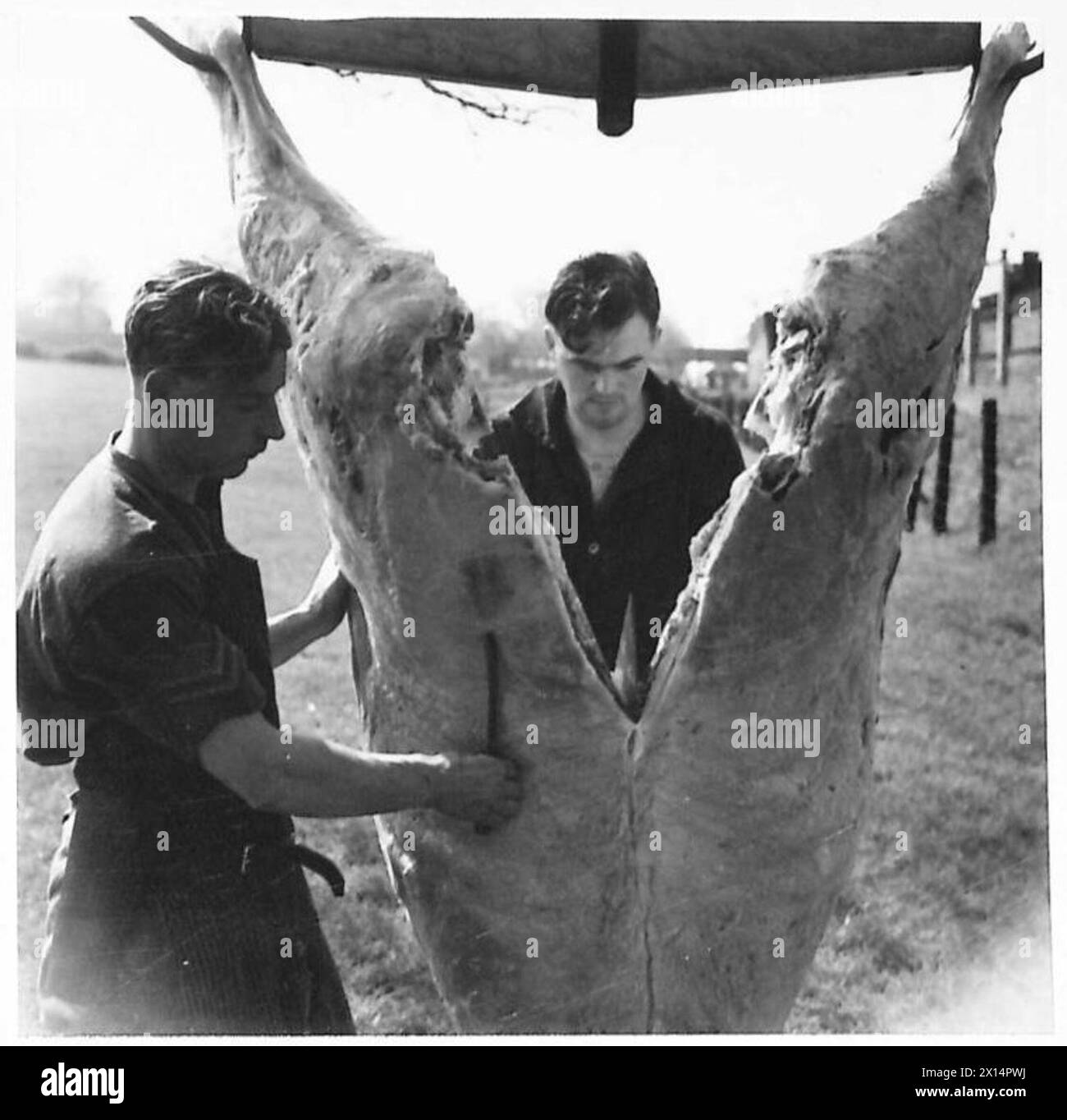 FIELD BUTCHERY IN THE ARMY - Sawing through the carcase British Army ...