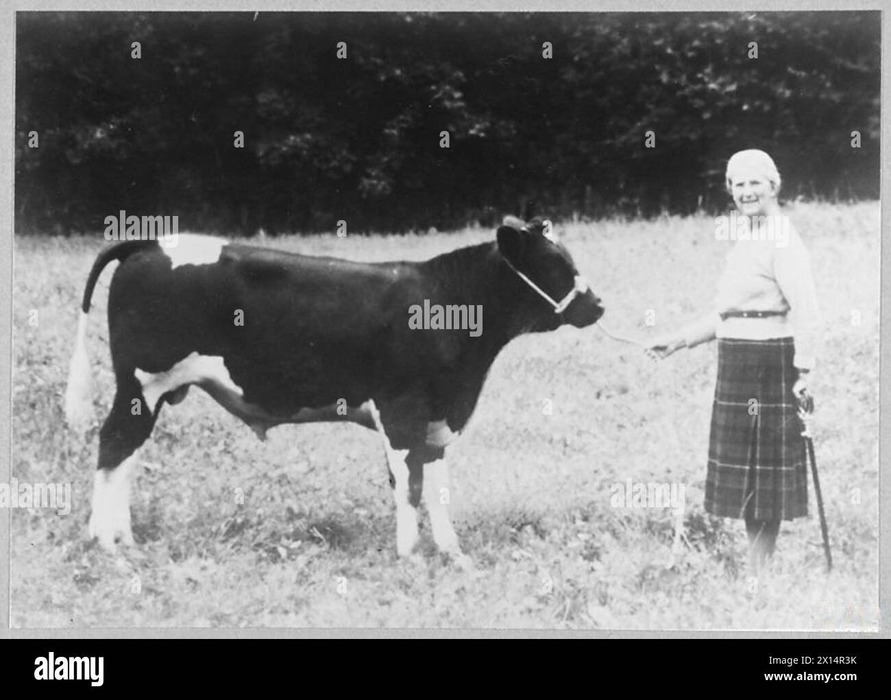 Friesian bull cattle hi-res stock photography and images - Alamy