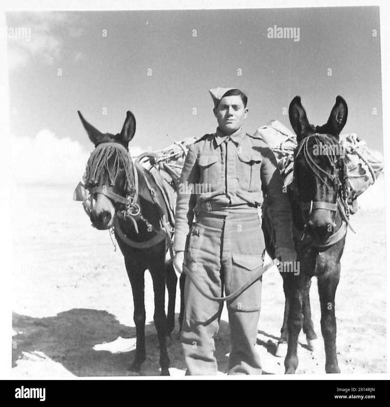 CYPRIOT MULE CORPS - A fine type of Cypriot with two mules ready loaded ...