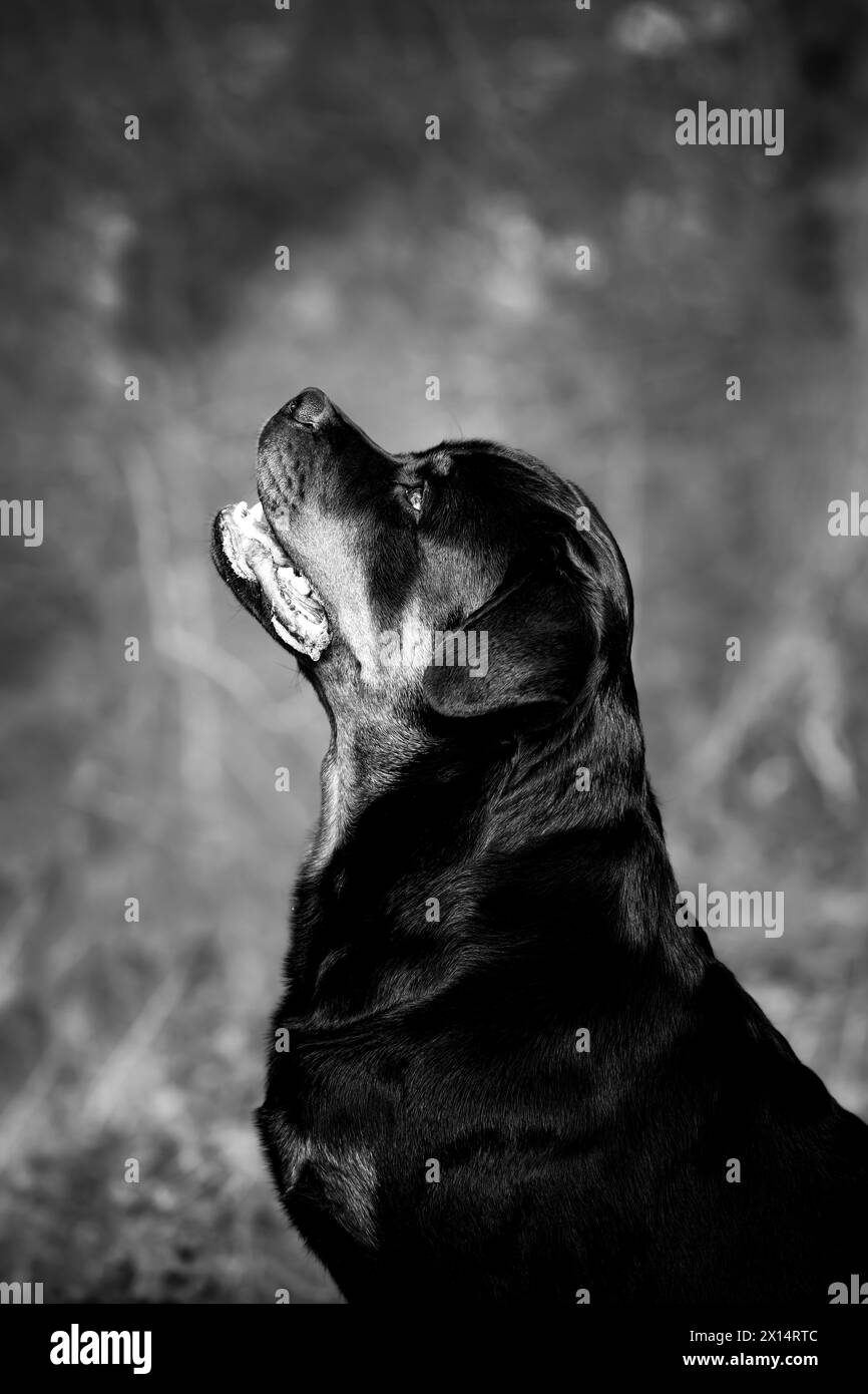 Rottweiler family dog Black and White Stock Photos & Images - Alamy