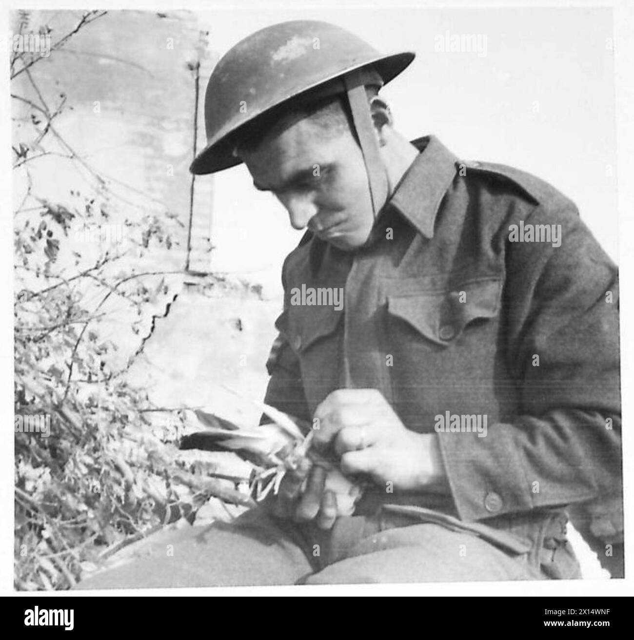 Army pigeon service british hi-res stock photography and images - Alamy