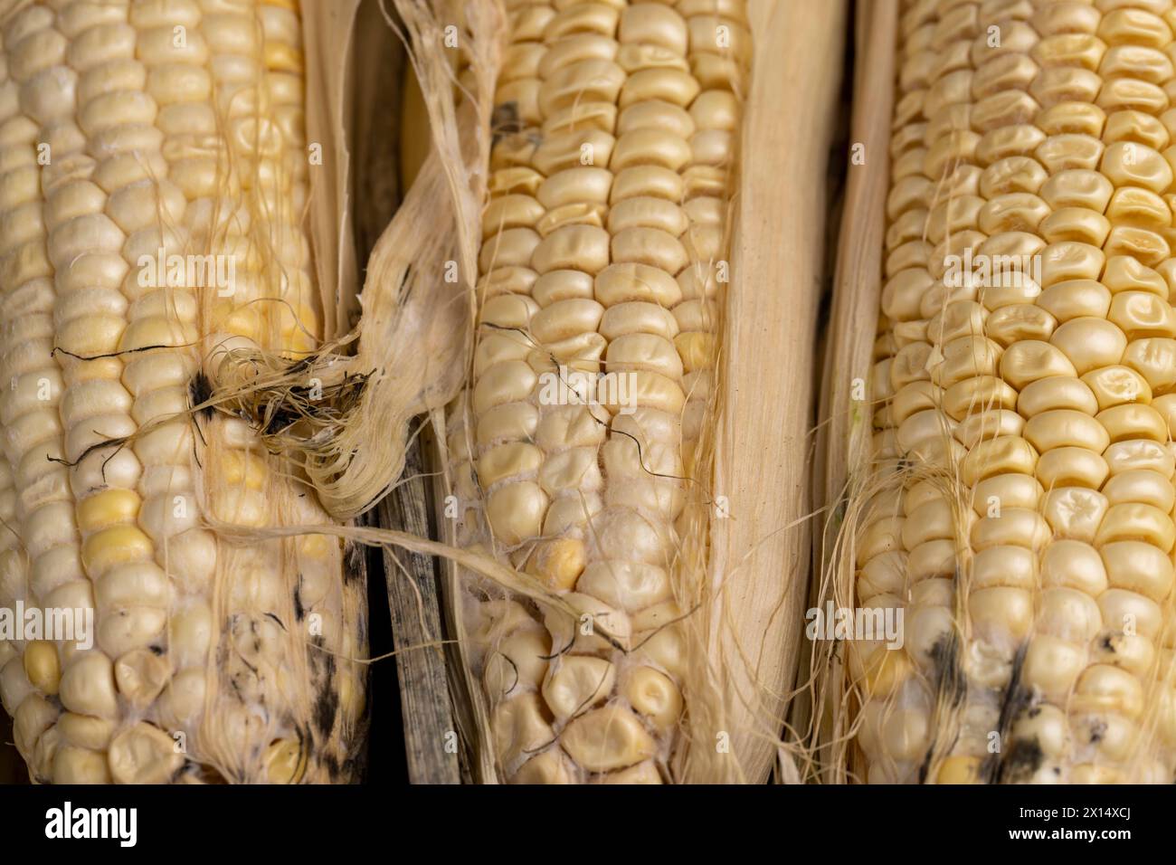 Old moldy corn cobs close-up, old spoiled sweet ripe corn food Stock ...
