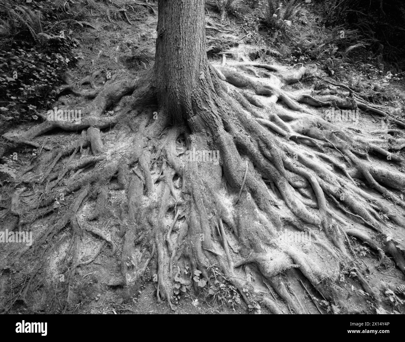 Roots exposed of a mature tree which is locally know as the "Octopus ...