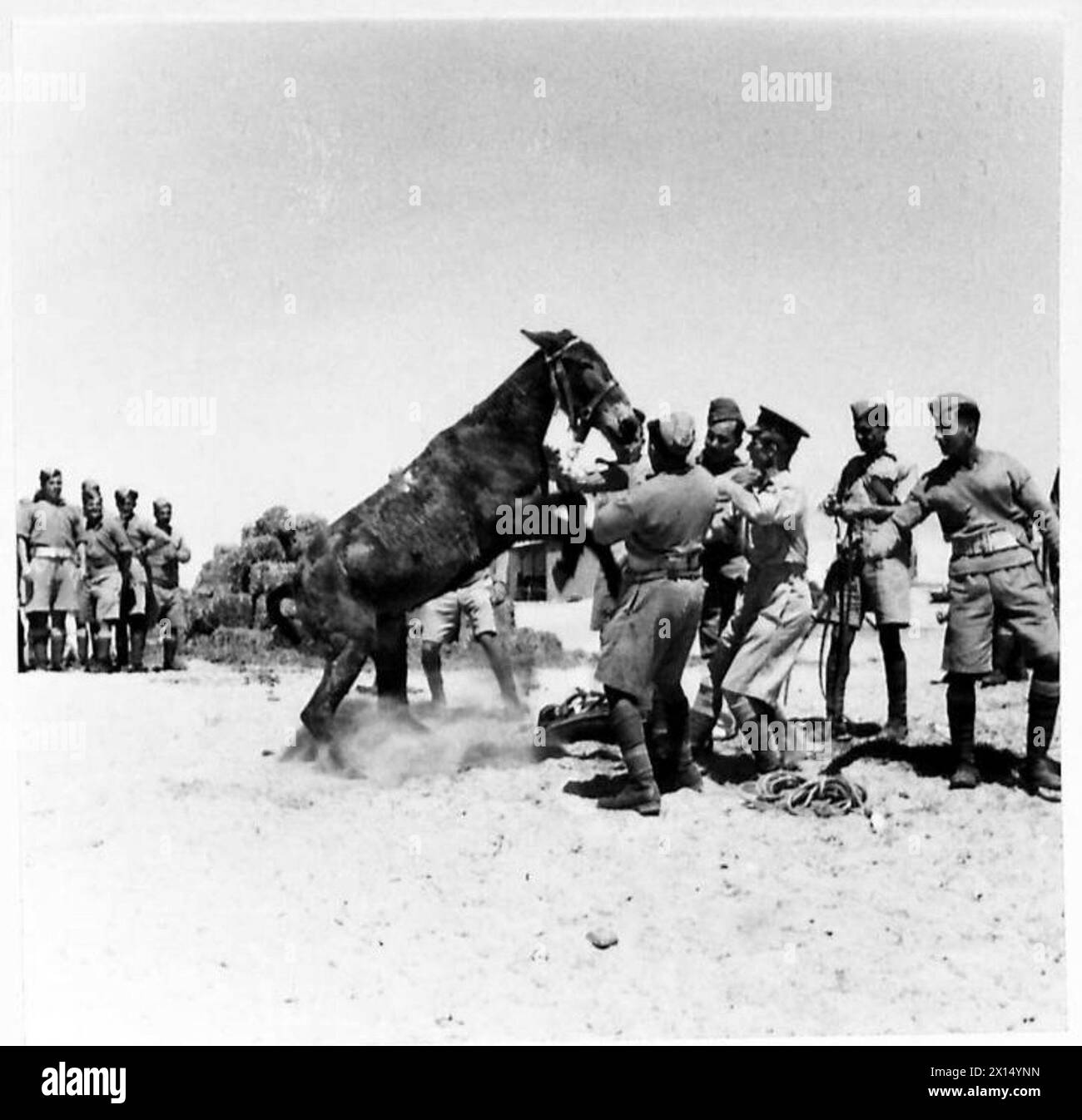 Livestock and behavior Black and White Stock Photos & Images - Alamy