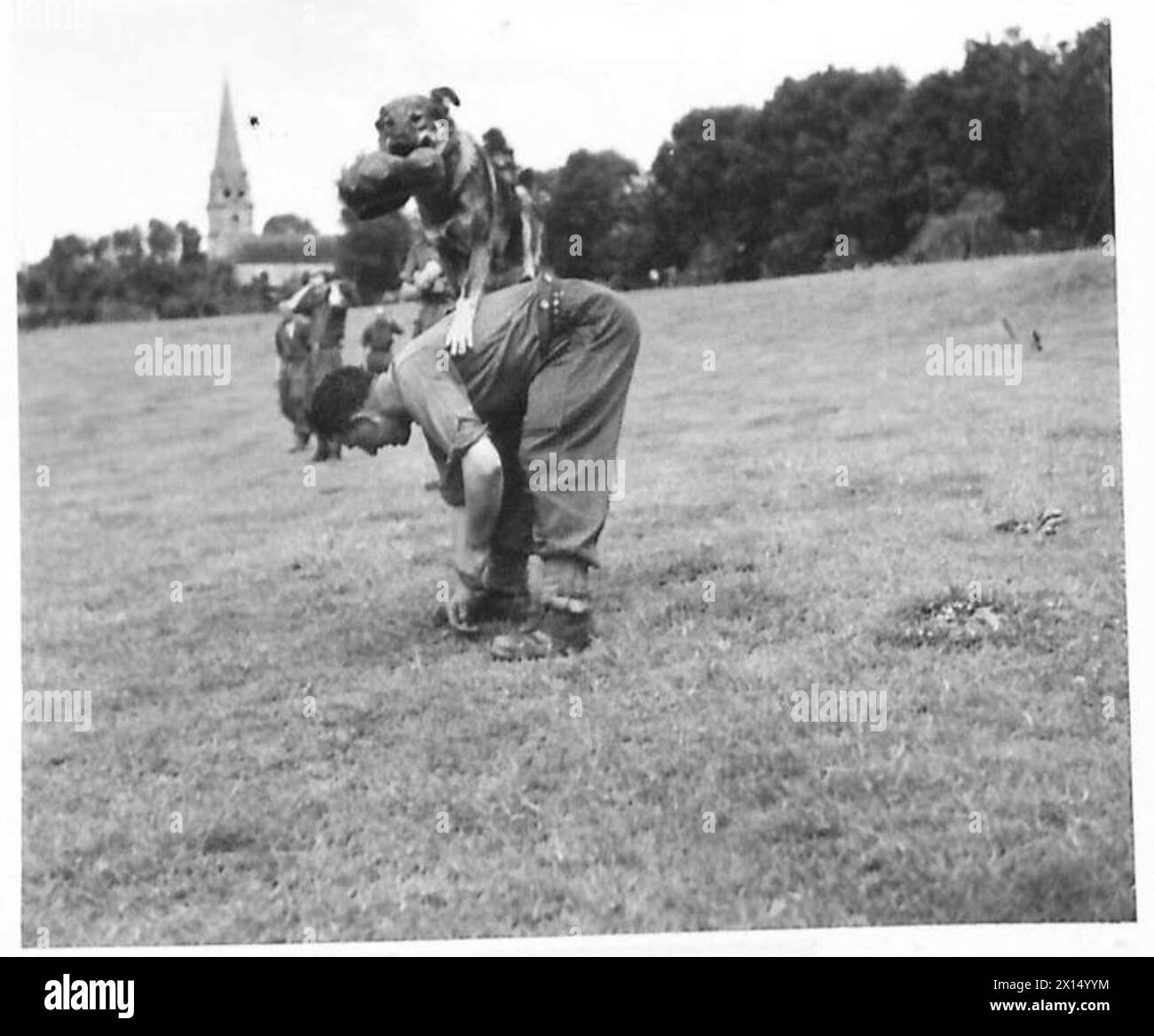 WAR DOGS HUNT MINES - "Rex", an Alsatian, likes to play leapfrog with ...