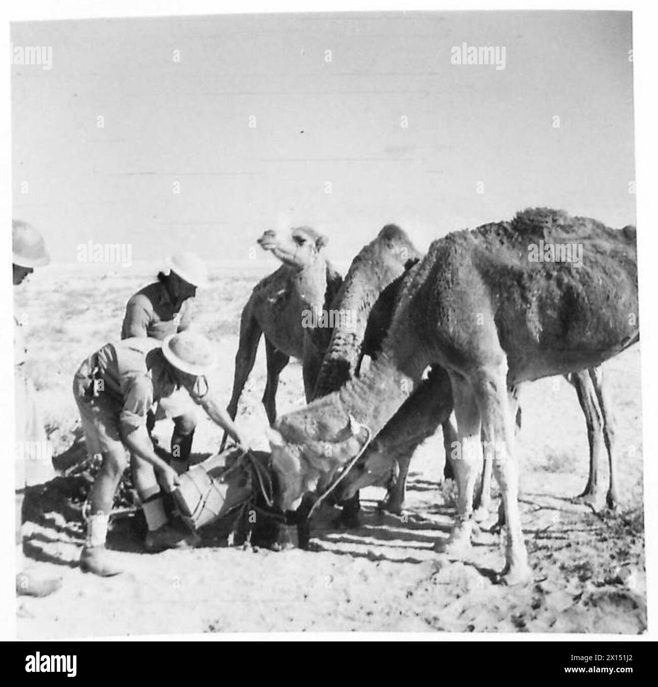 Anti-tank gunners of a British armoured division water camels rescued ...