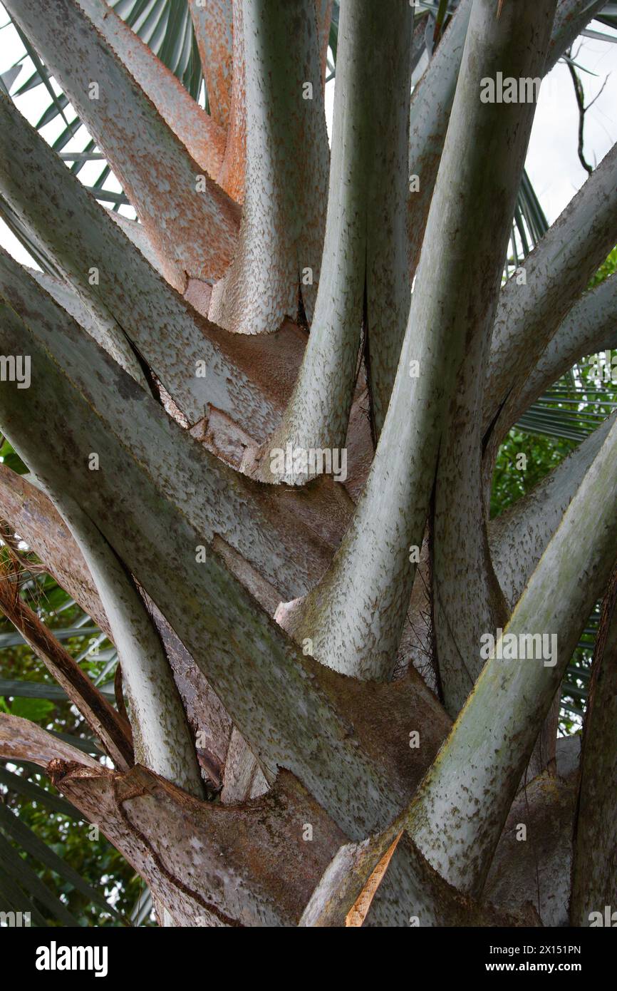 Bismark Palm, Bismarckia nobilis, Arecaceae. Tortuguero, Costa Rica ...