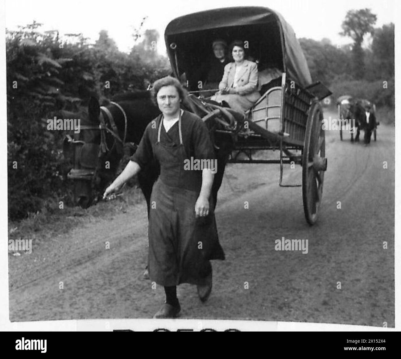 SCOTTISH TROOPS ADVANCE - Refugees on the road with their cattle and ...