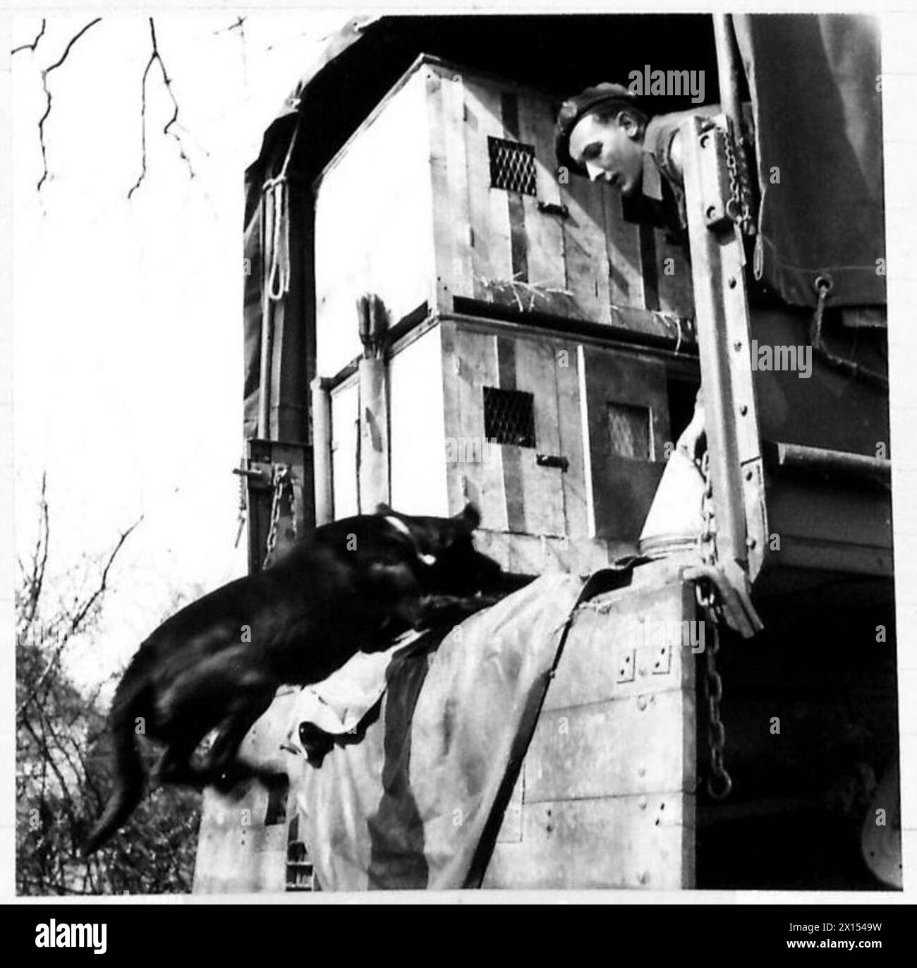 A dog trained to detect mines jumps into a three-ton lorry used for ...