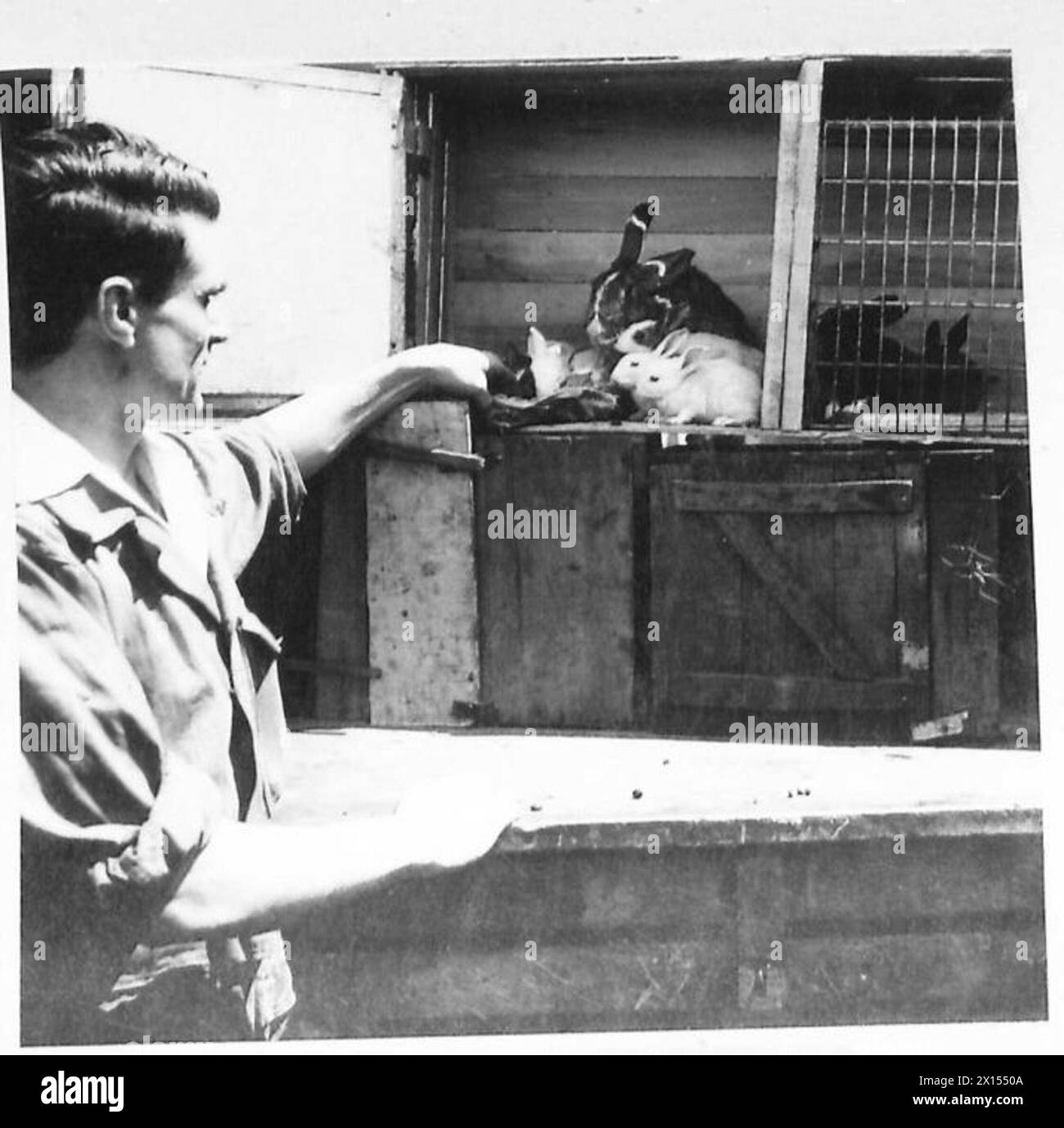 Petty Officer Charles Glady is aboard LST 406 with pet rabbits while ...