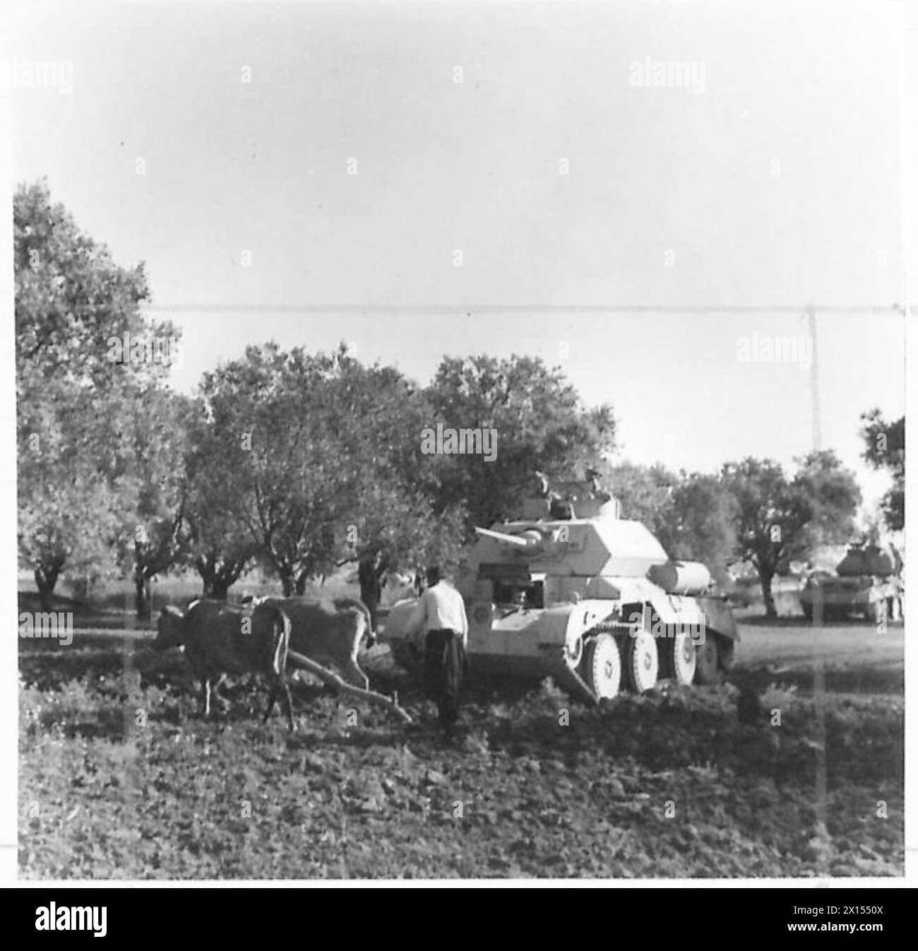 WITH THE HEAVY TANKS IN CYPRUS - With his oxen and plough, this Cypriot ...