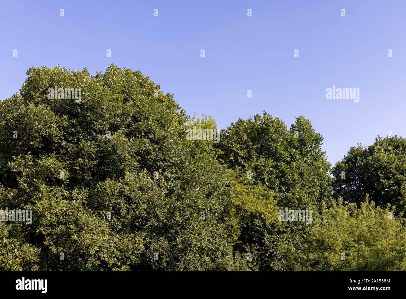 mixed forest with trees of different species in the summer season ...