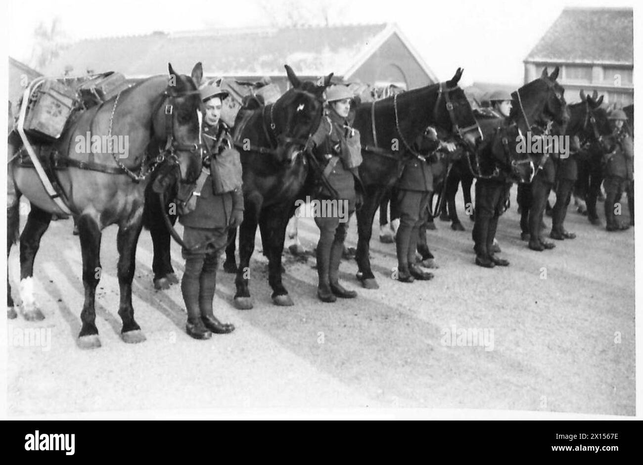 ANIMAL TRANSPORT - Pack mules on parade at Aldershot British Army Stock ...