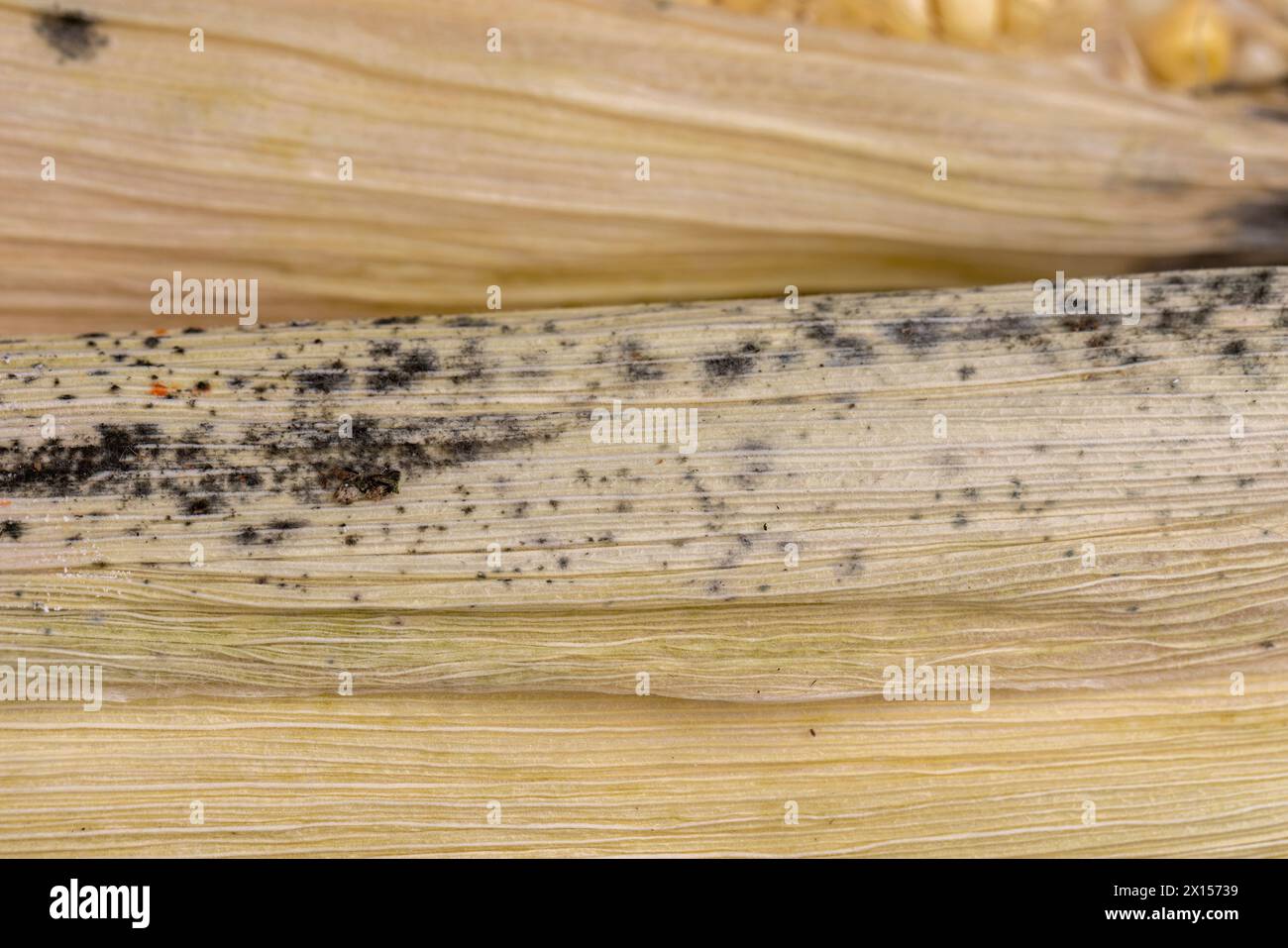 Old moldy corn cobs close-up, old spoiled sweet ripe corn food Stock ...