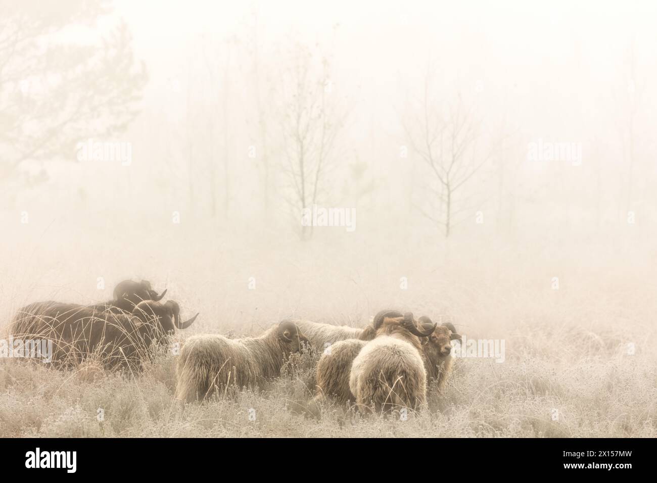 Autumn fog with sheep in a field on a beautiful november morning near ...