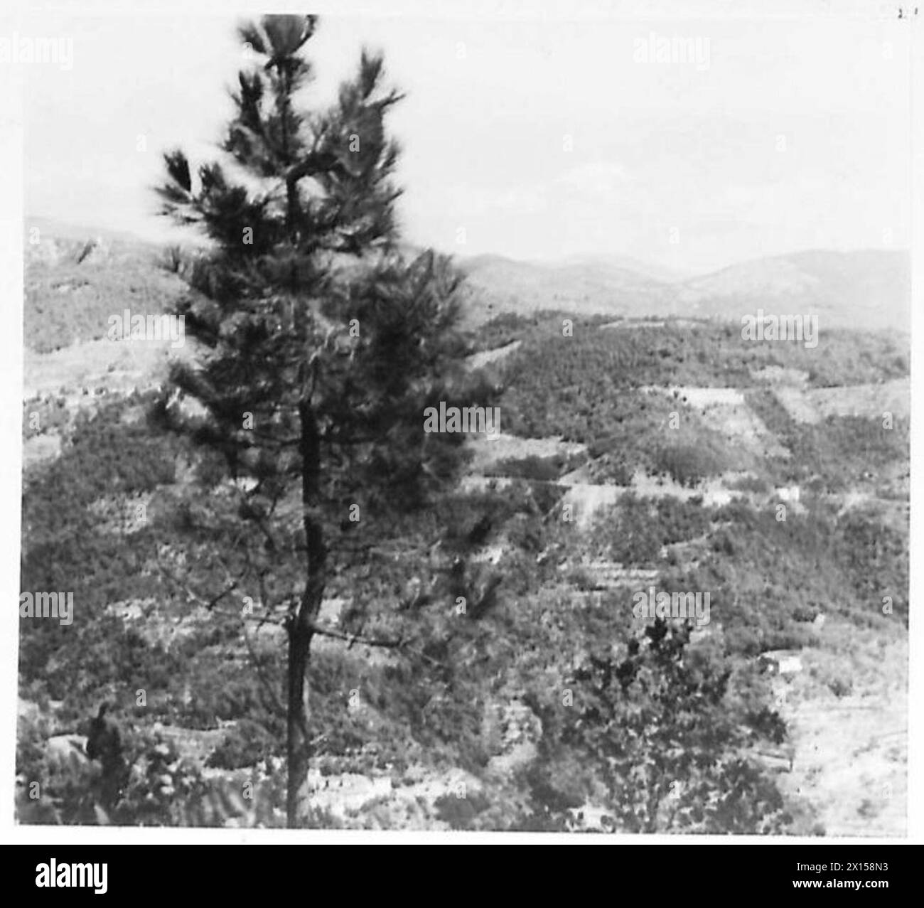 Line of vines Black and White Stock Photos & Images - Alamy