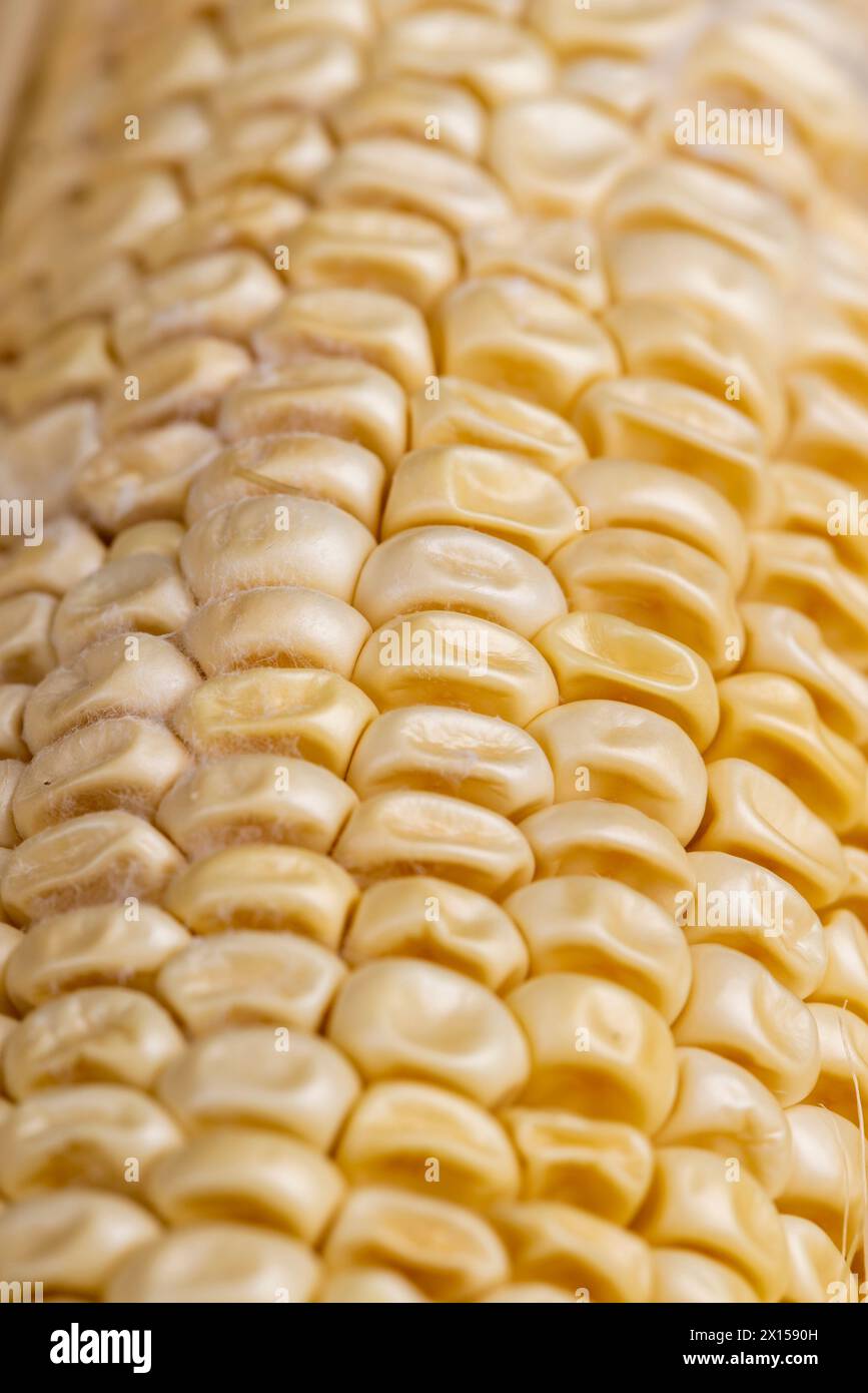 Old moldy corn cobs close-up, old spoiled sweet ripe corn food Stock ...