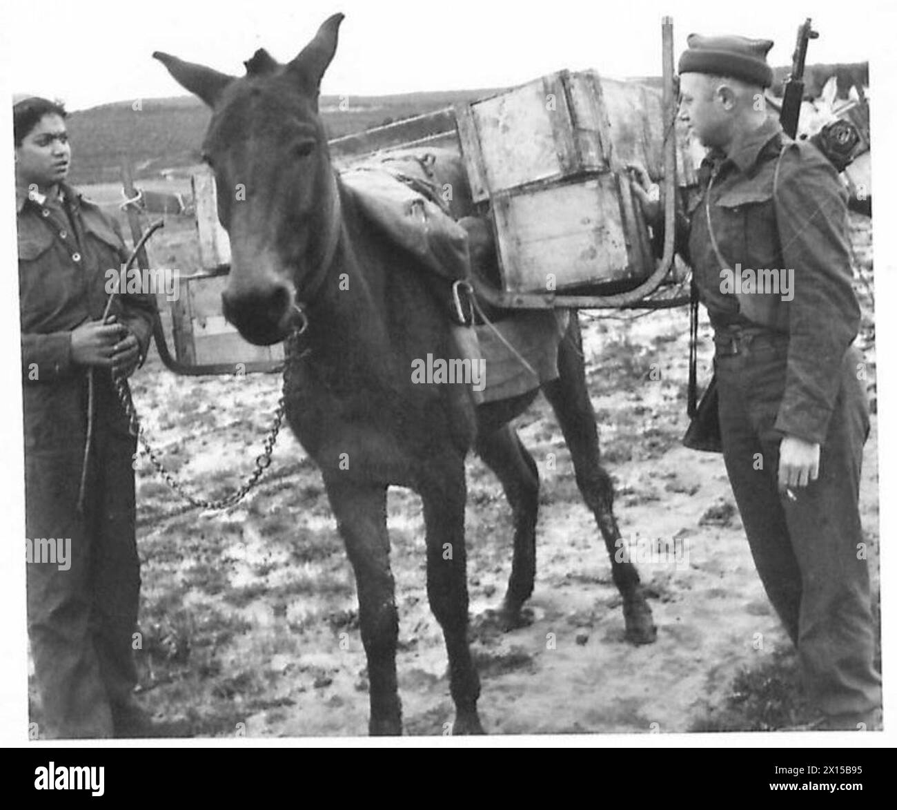 British troops pack rations onto a mule to transport supplies to a ...