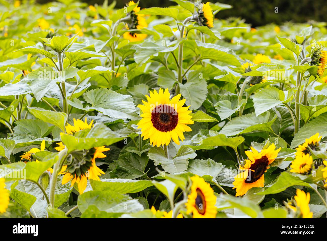 Sunflowers in the Dandeong Ranges in Australia Stock Photo - Alamy