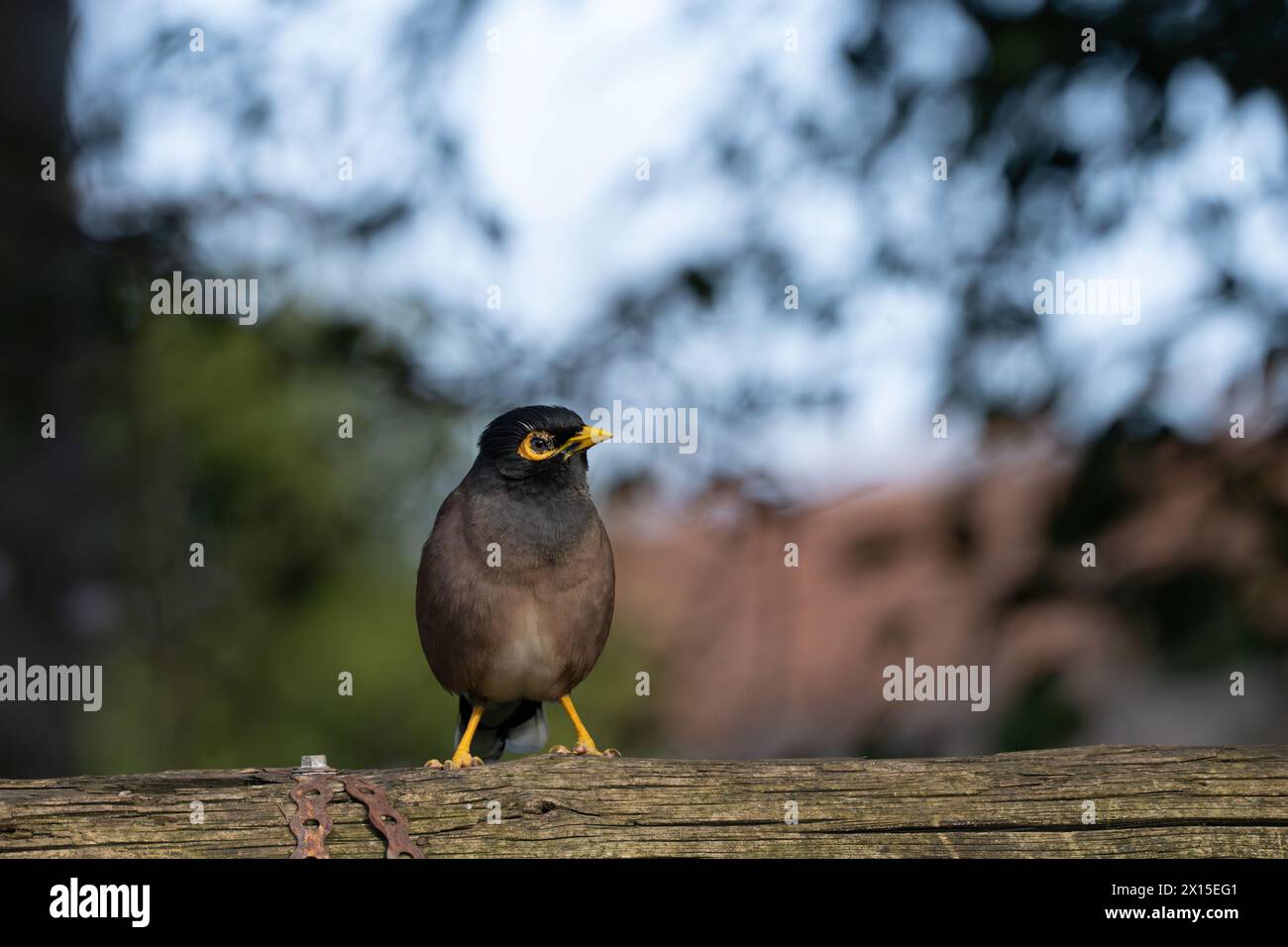 Common indian myna acridotheres hi-res stock photography and images - Alamy