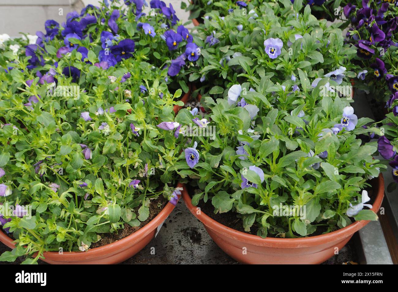 Copenhagen, Denmark /15 April 2024/Flower plants and pots in danish ...