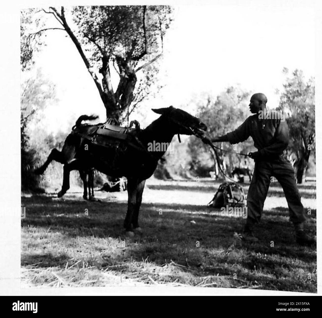 ITALY : FIFTH ARMY - A native trooper has trouble with a mule who ...
