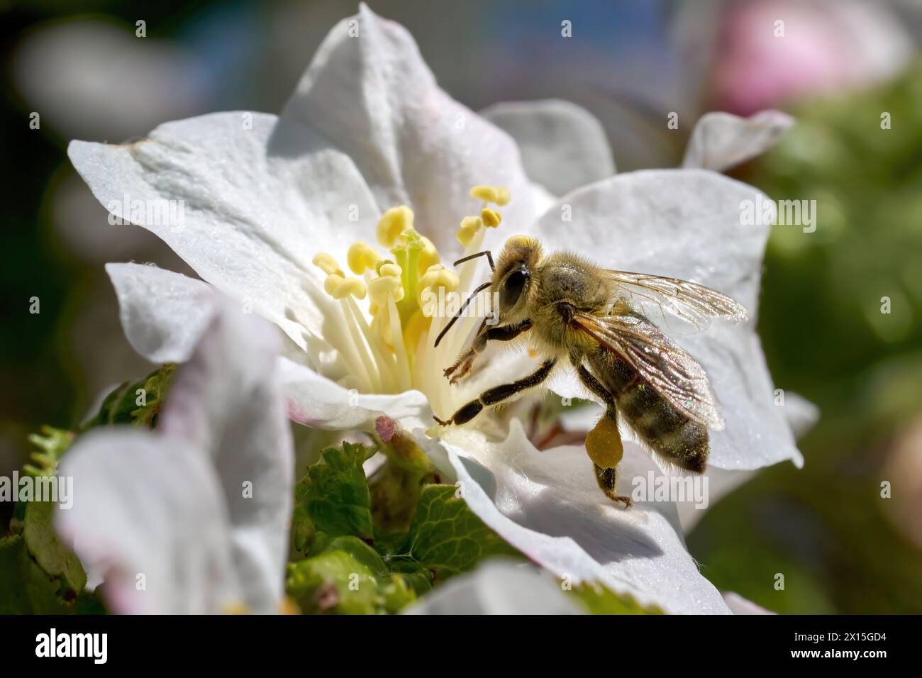Bee collecting pollen on an apple blossom - Western Honey Bee in Germany Stock Photo - Alamy