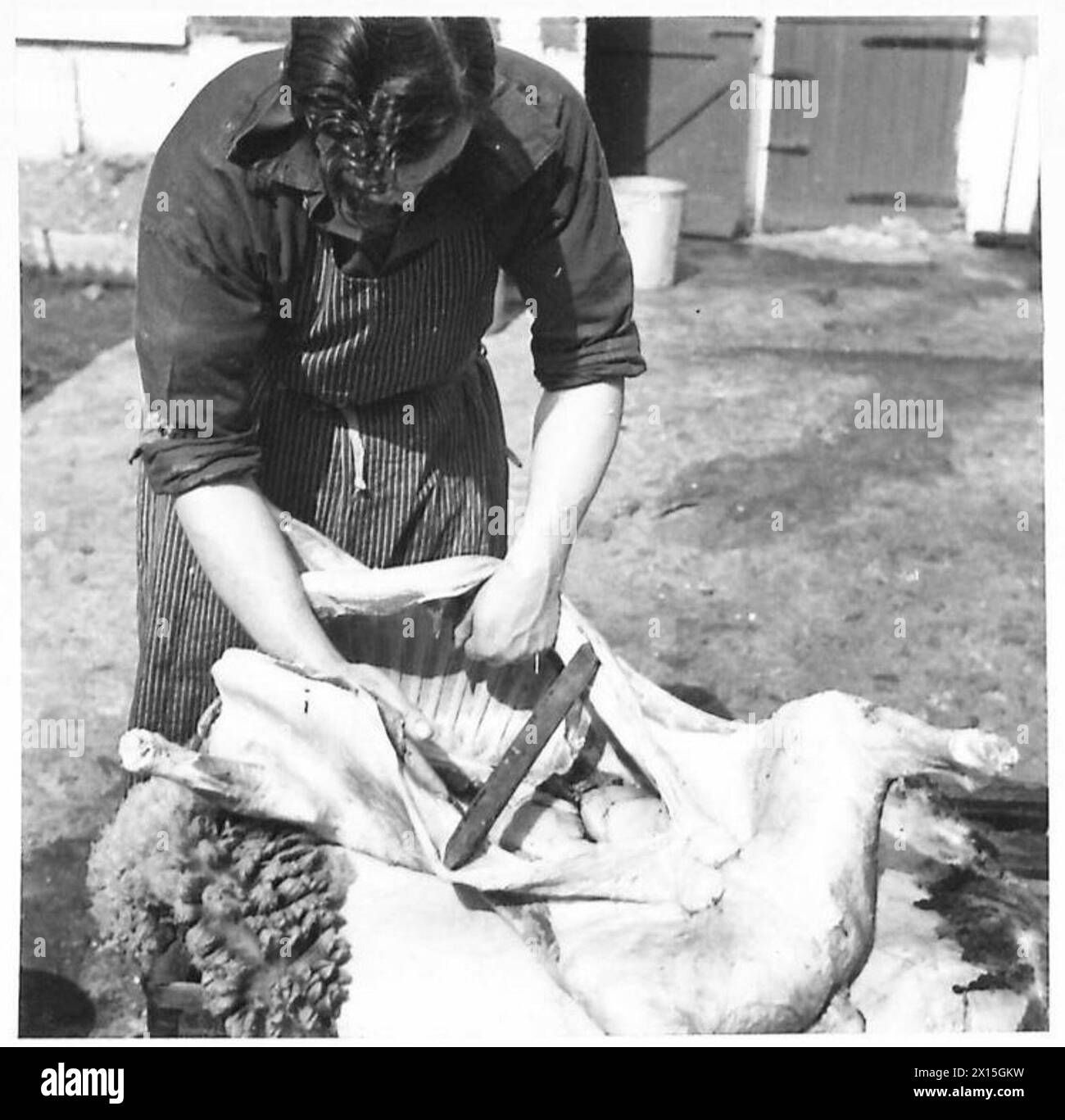 Butcher operation Cut Out Stock Images & Pictures - Alamy