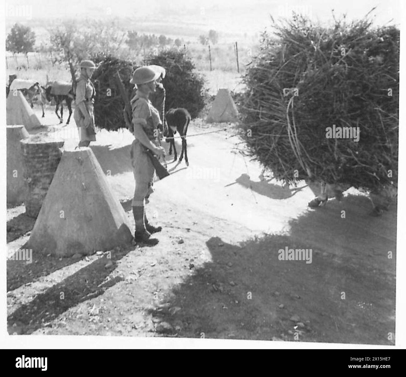PICTURES TAKEN ON THE SYRIAN BORDER - Donkeys loaded with brushwood ...