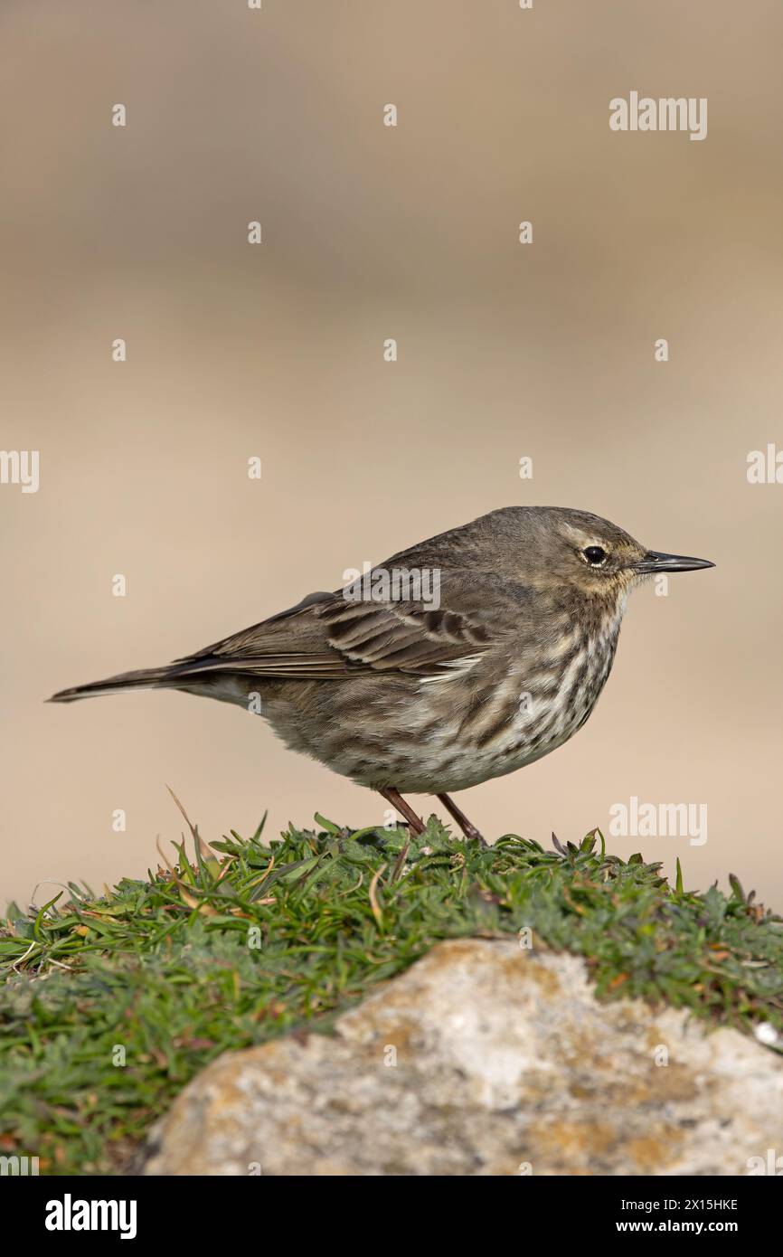 Rock Pipit (Anthus petrosus) Dorset April 2024 Stock Photo - Alamy