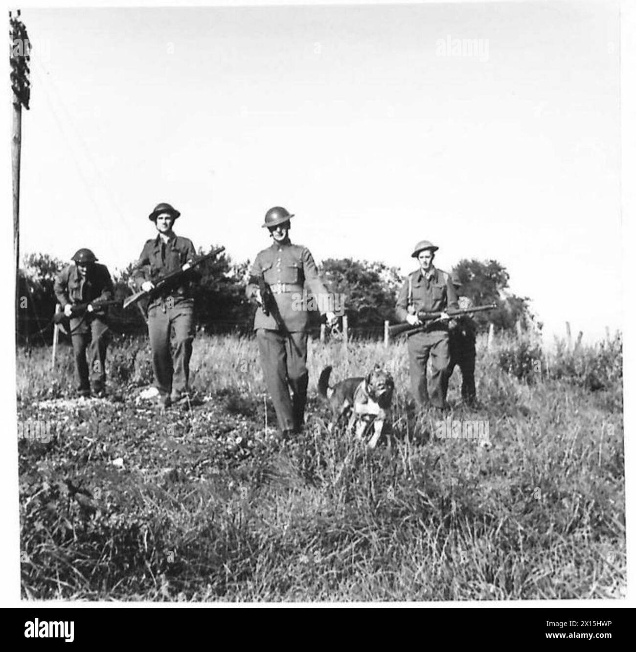 Alsation dog hi-res stock photography and images - Alamy