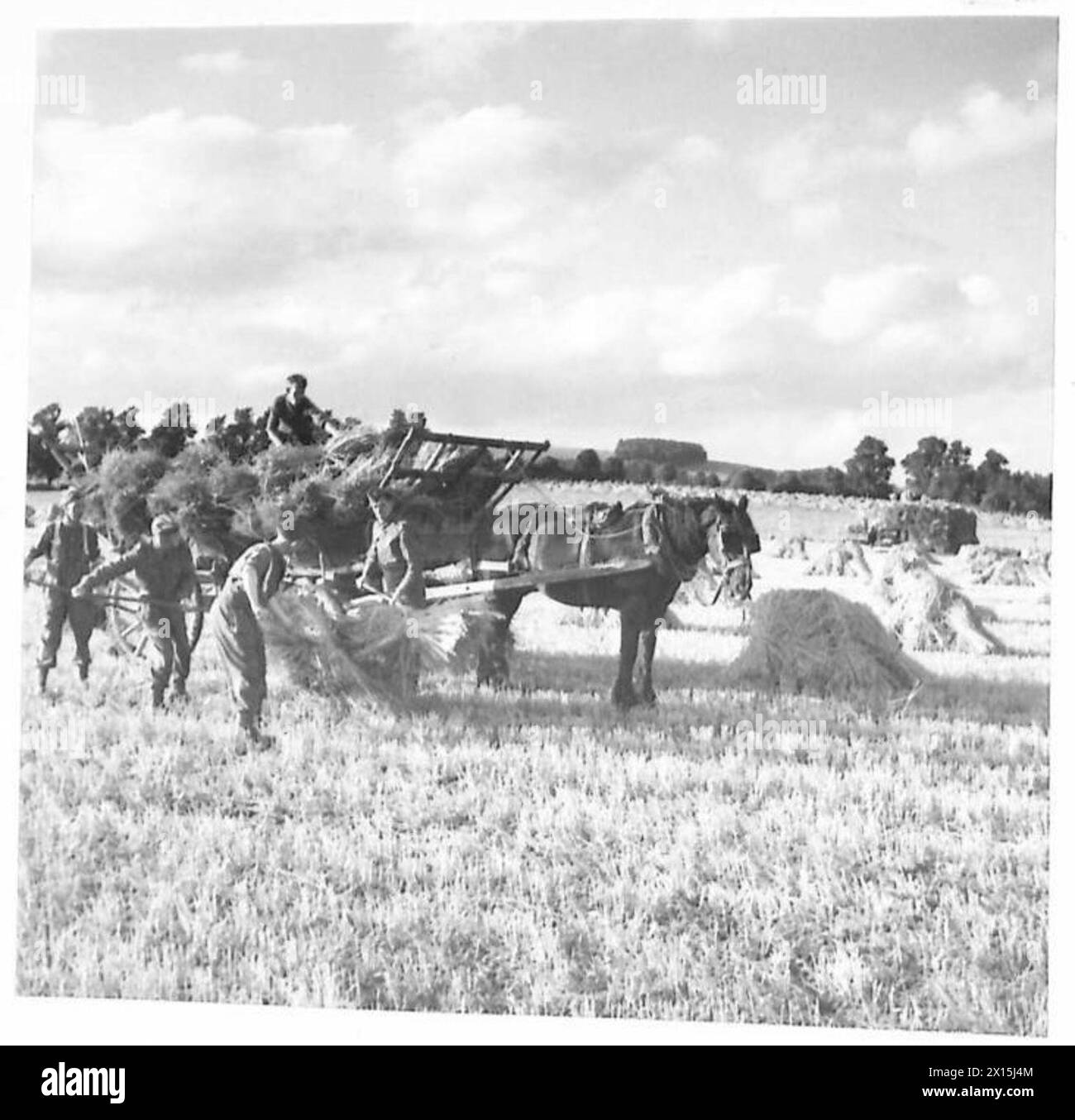 ANOTHER "LAND ARMY - RASC men pitching and loading sheaves of corn ...