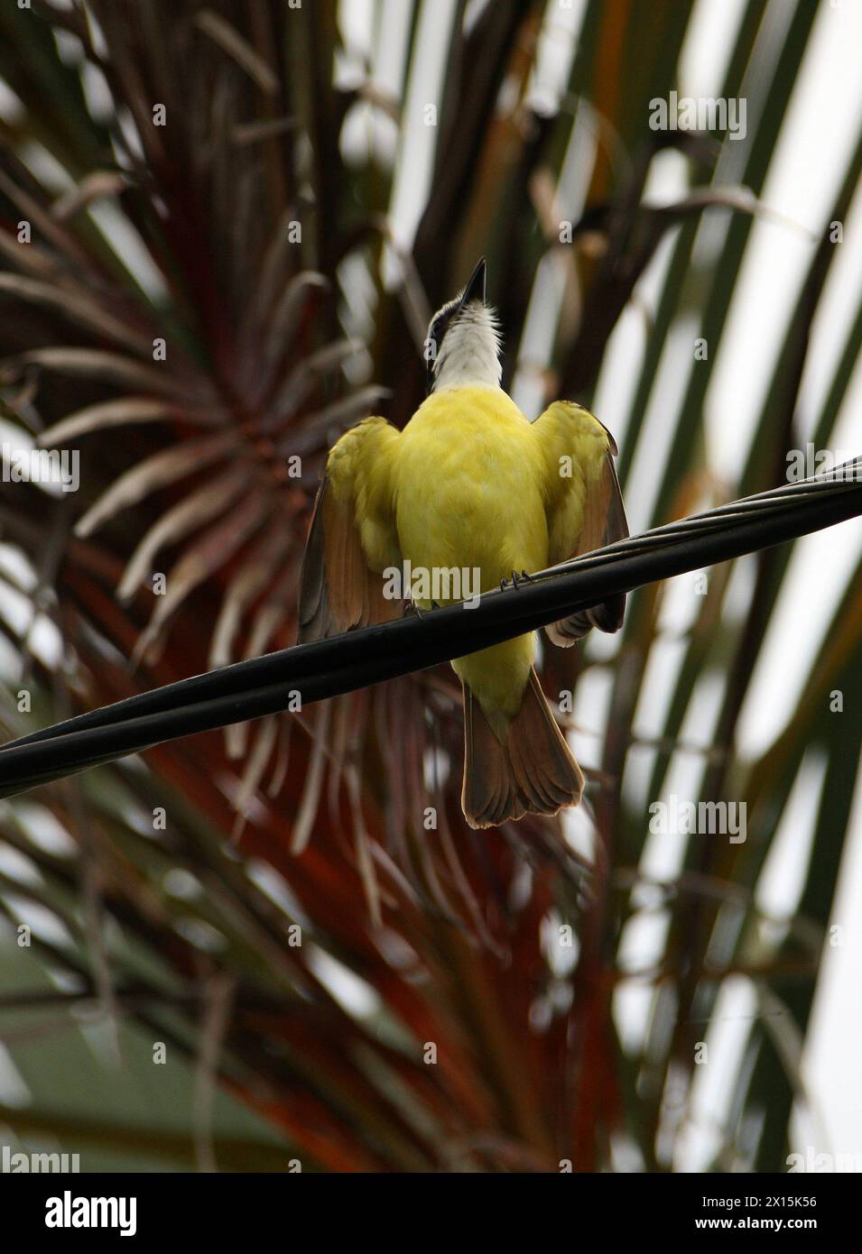 Pitangus sulphuratus guatimalensis hi-res stock photography and images ...