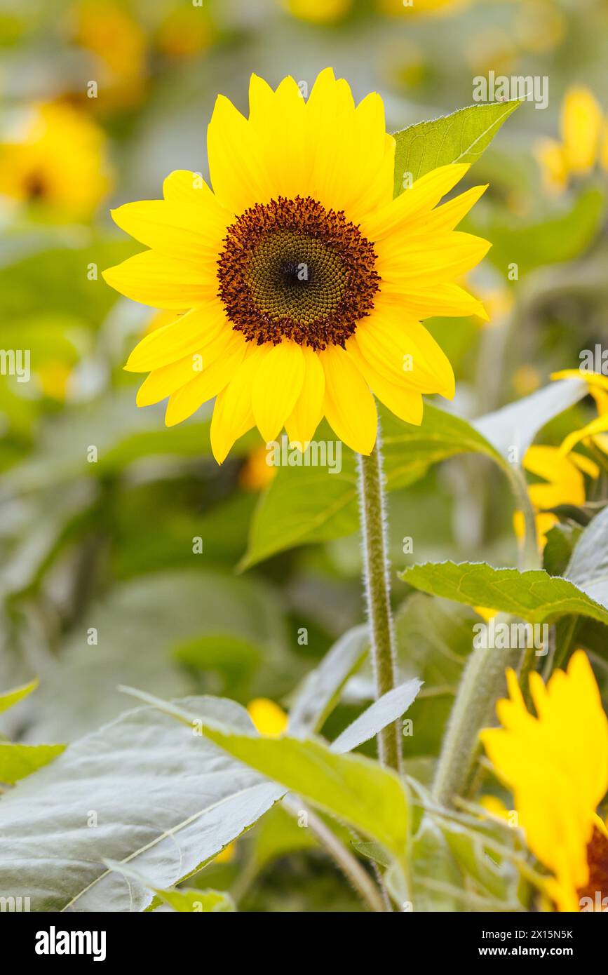 Sunflowers at a garden in the Dandenong Ranges in Melbourne, Victoria ...