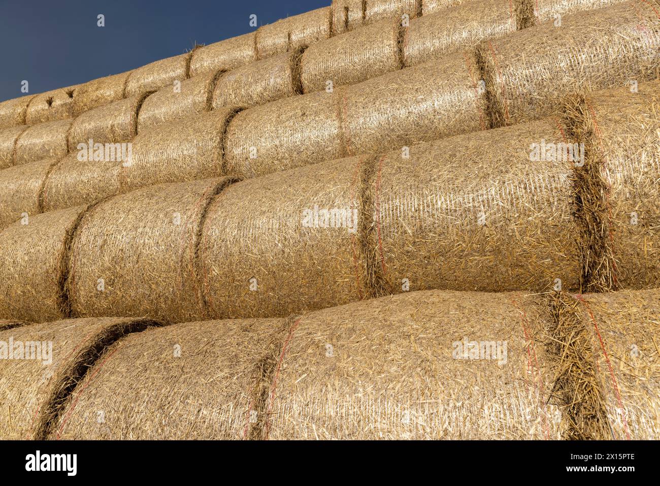 wheat straw collected in stacks after grain harvest, yellow straw from ...