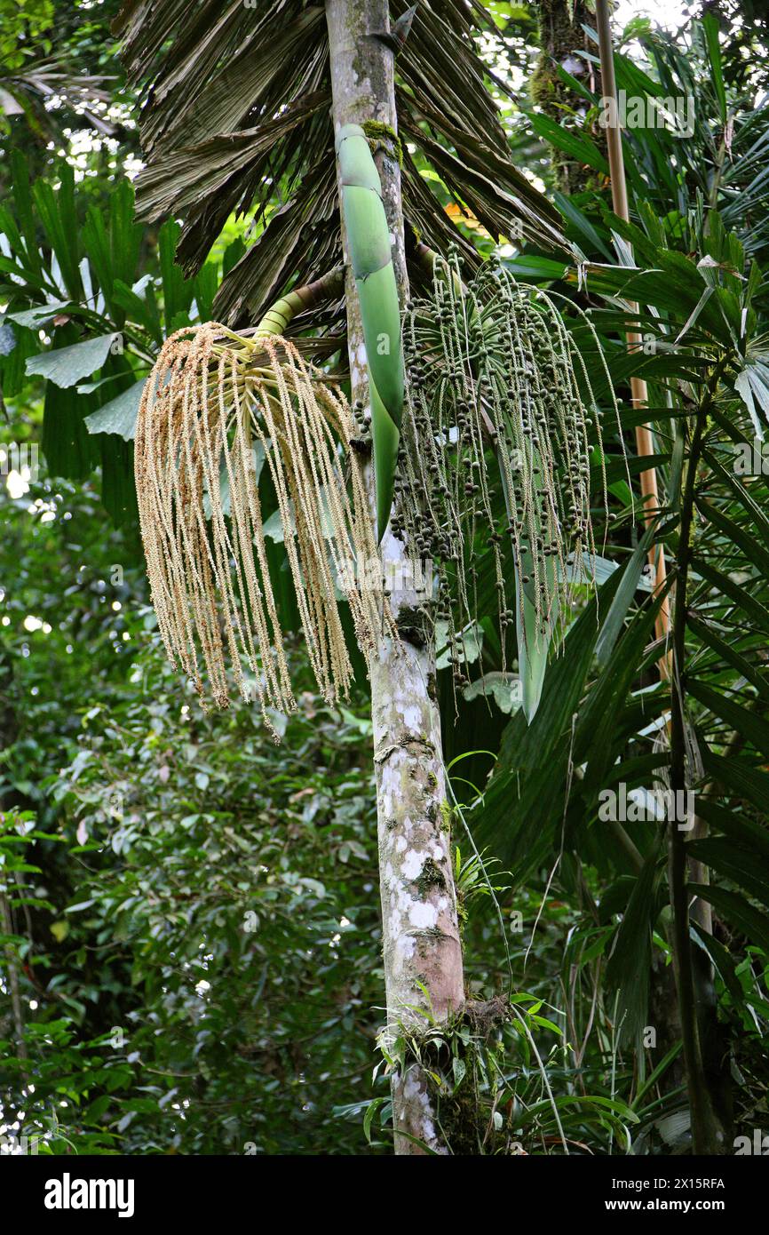 Walking Palm, Socratea exorrhiza, Socratea, Arecaceae. Puentes ...