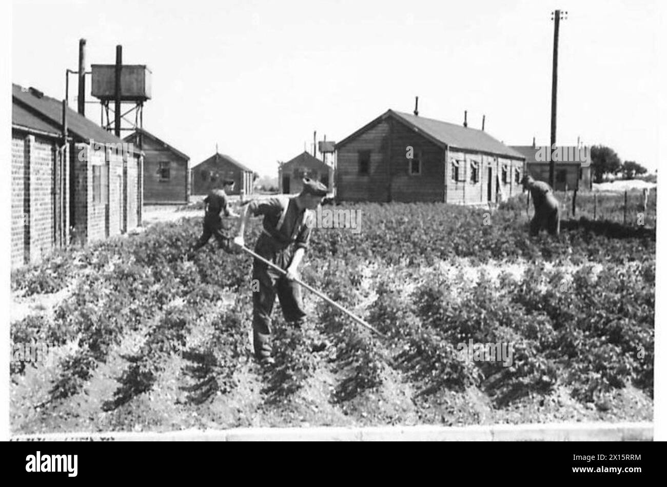 Soldiers cultivate potatoes in gardens situated among Army huts as part ...