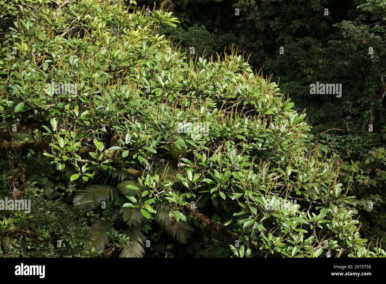 Panopsis costaricensis hi-res stock photography and images - Alamy