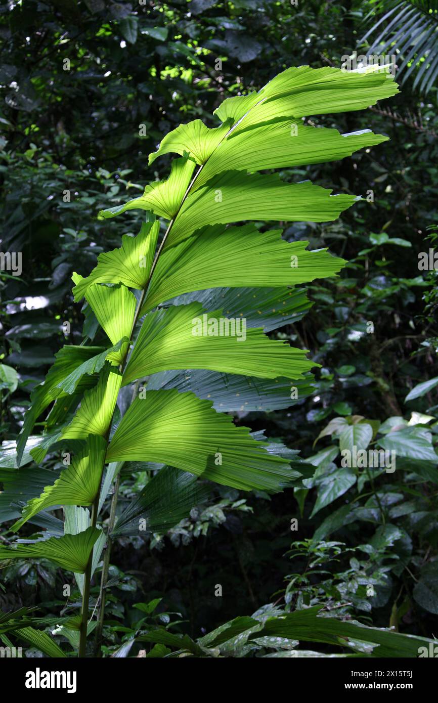 Walking Palm leaf, Socratea exorrhiza, Socratea, Arecaceae. Puentes ...